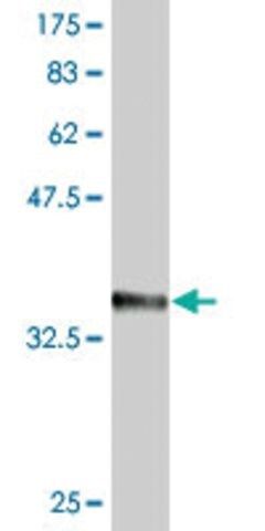 Monoclonal Anti-RALGPS2 antibody produced in mouse