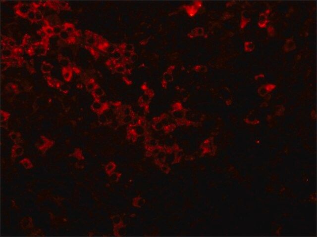 Anti-Goat IgG (whole molecule)–Cy3 antibody produced in rabbit