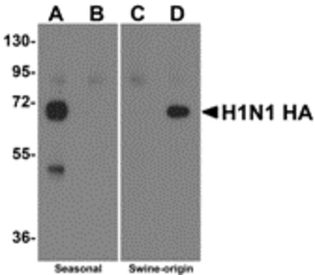 Anti-Swine H1N1 Hemagglutinin antibody produced in rabbit