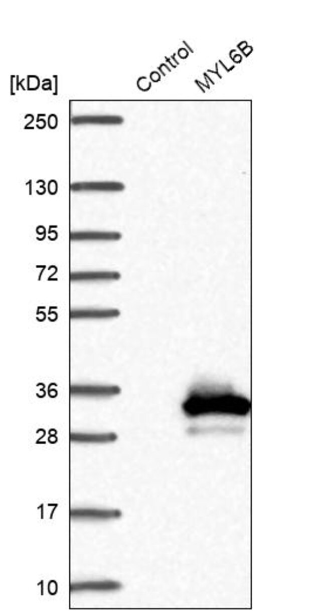 Anti-MYL6B antibody produced in rabbit