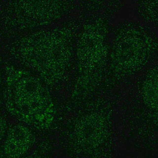 Anti-NFS1 antibody produced in rabbit