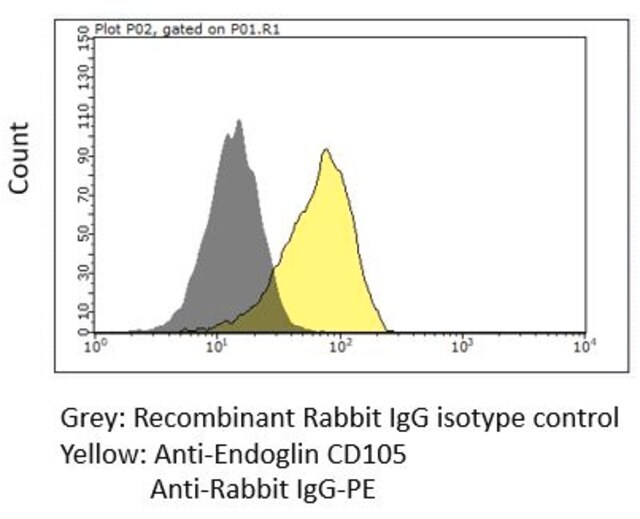 Anti-Endoglin Antibody, clone 1I15 ZooMAb® Rabbit Monoclonal