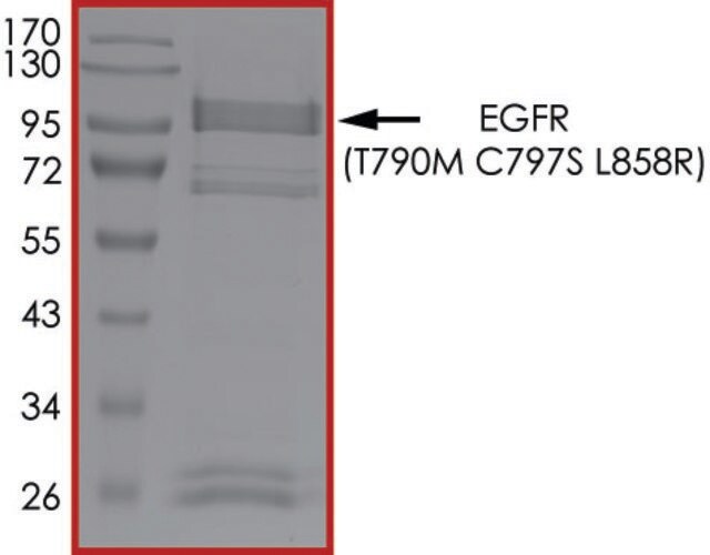 EGFR (T790M C797S L858R), Active