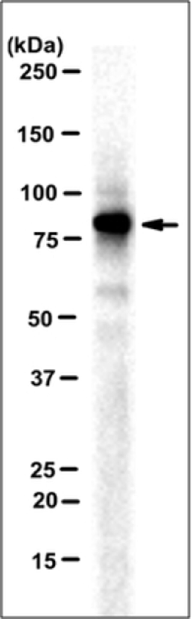 Anti-SAE2 Antibody, clone 7H8.1