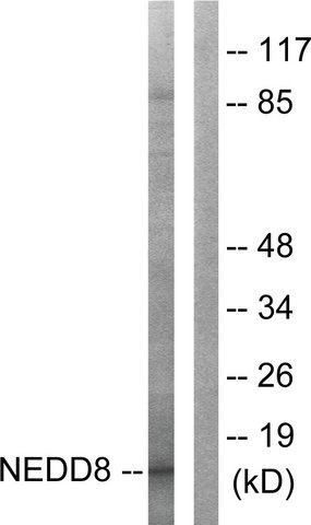 Anti-NEDD8 antibody produced in rabbit