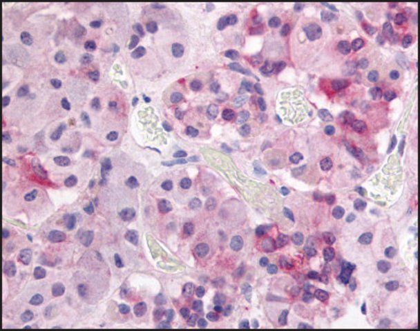 Anti-GPR37L1 (AB1) antibody produced in rabbit