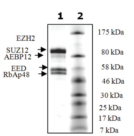 EZH2/EED/SUZ12/RbAp48/AEBP2 人，EZH2 /EED/SUZ12/RbAp48/AEBP2 human