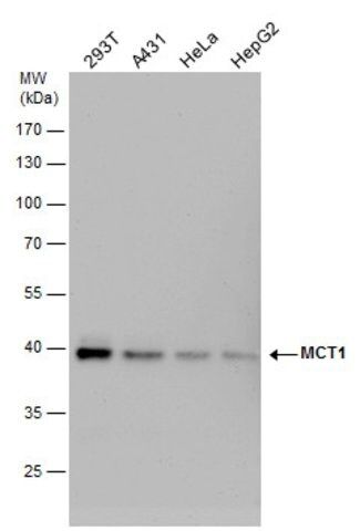 Monoclonal Anti-MCT1 antibody produced in mouse