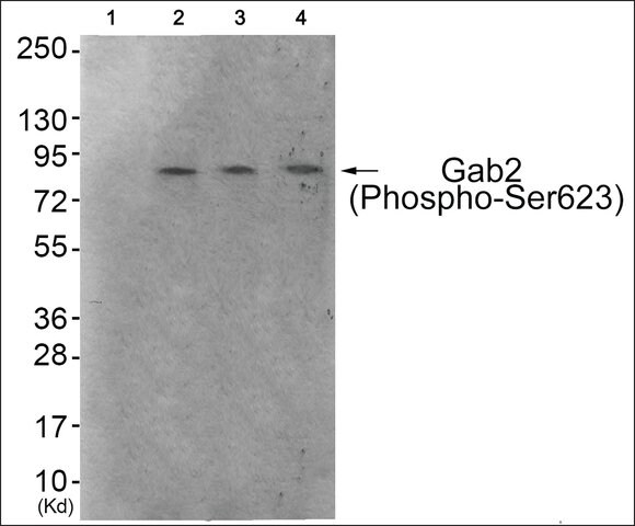 Anti-phospho-Gab2 (pSer623) antibody produced in rabbit