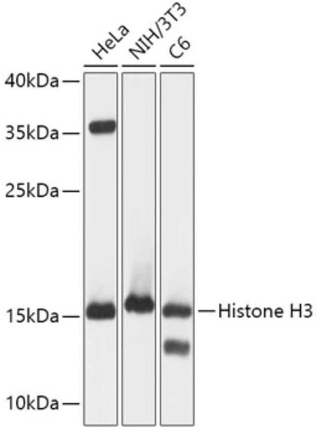 Anti-Histone H3 antibody produced in rabbit