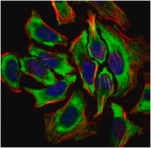 Anti-HAS2, clone 4E7 Antibody