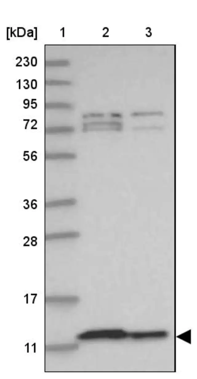 Anti-COA6 antibody produced in rabbit