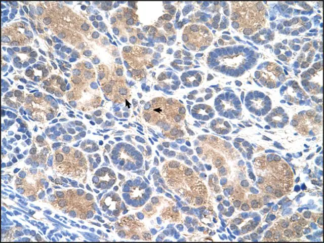 Anti-WWP2 (AB1) antibody produced in rabbit
