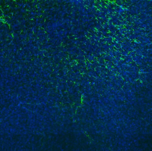 Visikol® HISTOTM Permeabilization Buffer