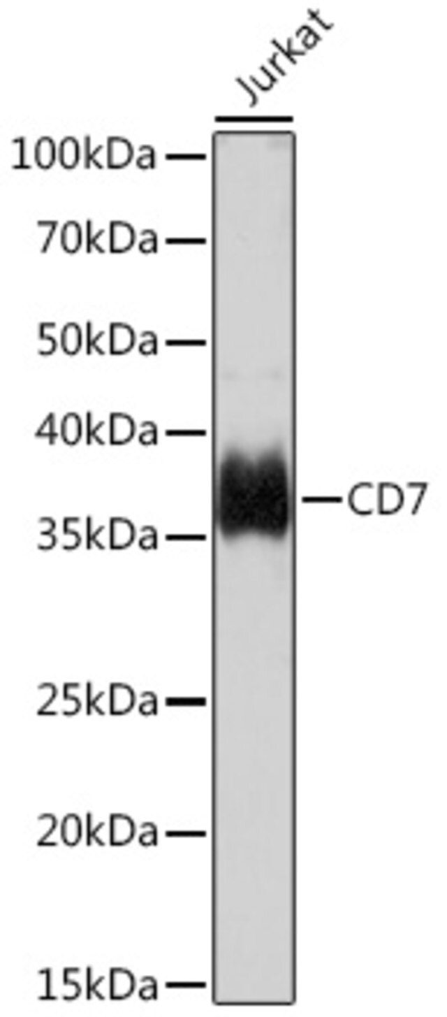 Anti-CD7 antibody produced in rabbit