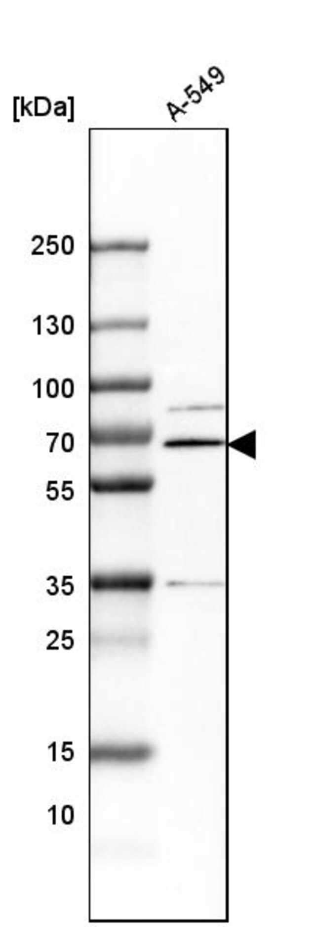Anti-PDIA4 antibody produced in rabbit