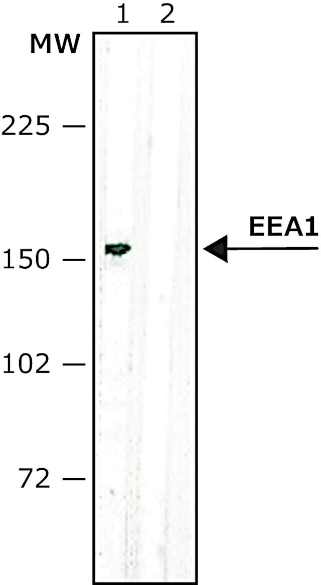 Anti-Early Endosomal Antigen 1 (C-terminal) antibody produced in rabbit