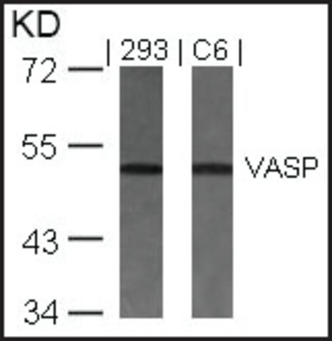 Anti-VASP (Ab-157) antibody produced in rabbit