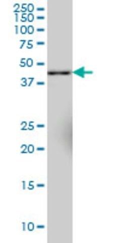 Monoclonal Anti-SYT11 antibody produced in mouse