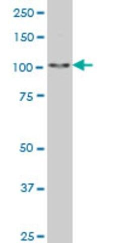 单克隆抗 SALL4 小鼠抗，Monoclonal Anti-SALL4 antibody produced in mouse