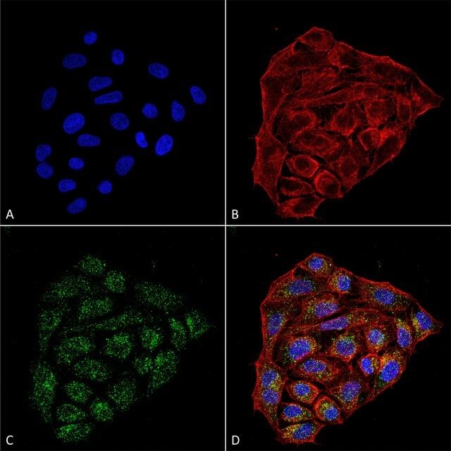 Monoclonal Anti-CD74-Atto 488 antibody produced in mouse