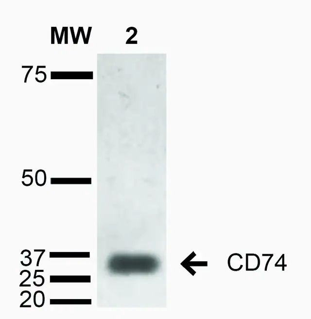 Monoclonal Anti-CD74-Atto 488 antibody produced in mouse