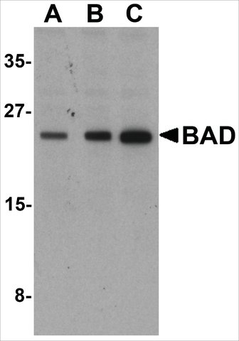 Anti-Bad antibody produced in rabbit