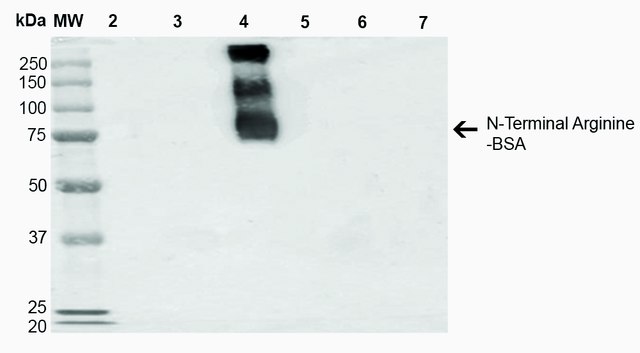 Monoclonal Anti-N-terminal Arginylation-Atto 488 antibody produced in mouse