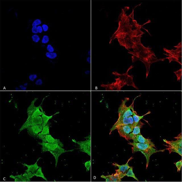 Monoclonal Anti-Ankyrin R-Atto 488 antibody produced in mouse