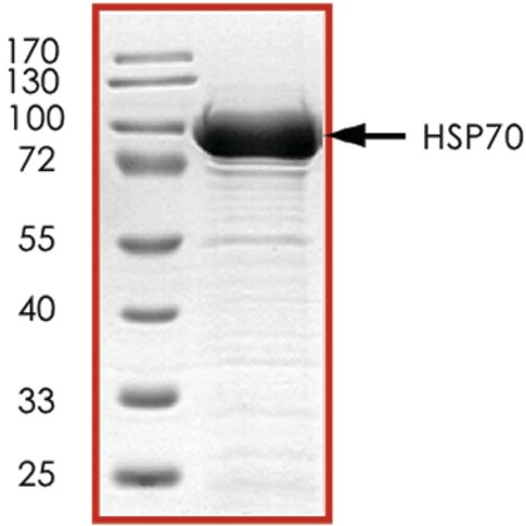2071612-66-1，HSP70, GST tagged human