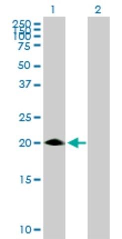 Anti-MED30 antibody produced in mouse