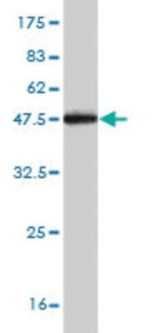 Monoclonal Anti-TGOLN2 antibody produced in mouse