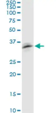 Monoclonal Anti-RNF126 antibody produced in mouse