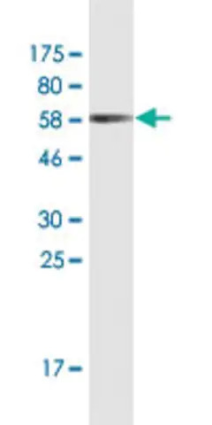 Monoclonal Anti-RNF126 antibody produced in mouse