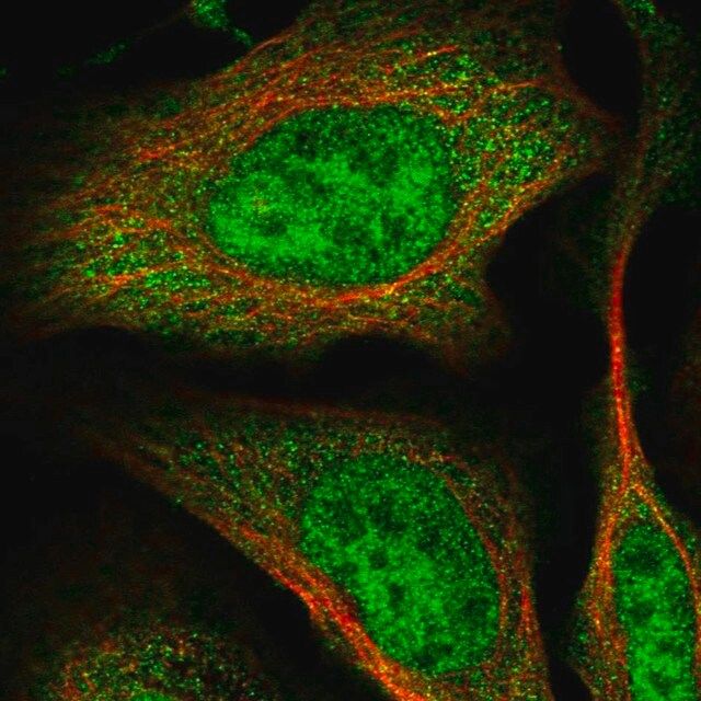 Anti-RNF126 antibody produced in rabbit