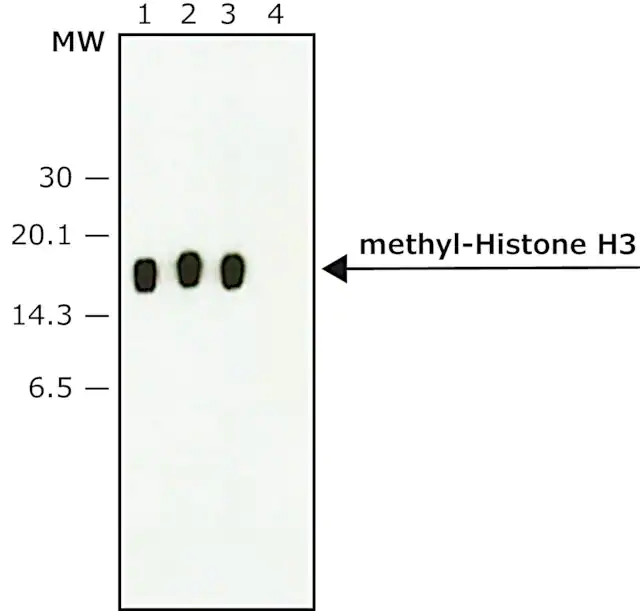 Anti-methyl-Histone H3 (Me-Lys4) antibody produced in rabbit