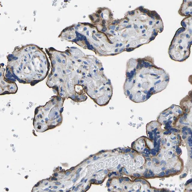 Anti-MC4R antibody produced in rabbit