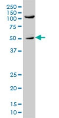 Monoclonal Anti-SHC1 antibody produced in mouse