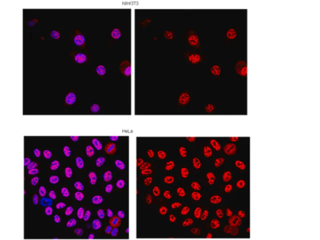 Anti-Y14 Antibody, clone 4C4