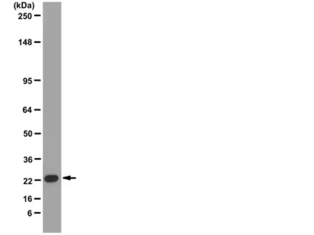 Anti-Y14 Antibody, clone 4C4