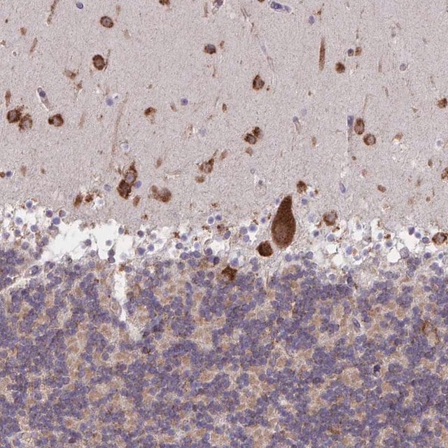 Anti-MIA3 antibody produced in rabbit