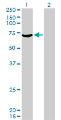 Monoclonal Anti-MYLK2 antibody produced in mouse