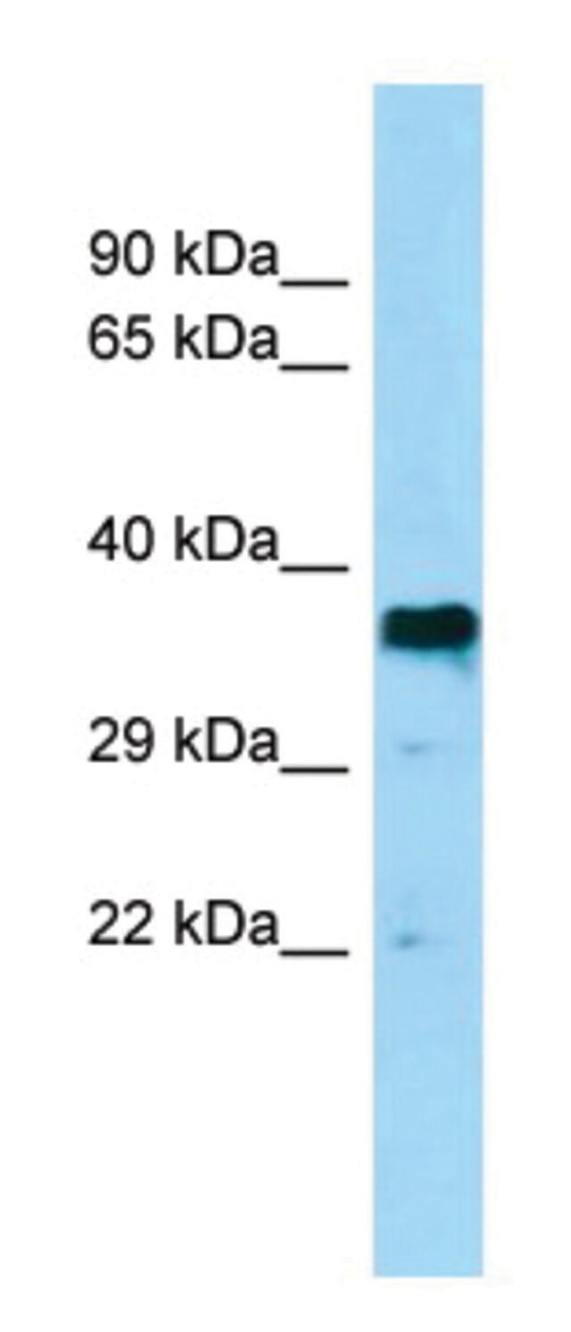 Anti-BSG antibody produced in rabbit