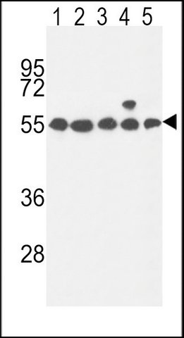 ANTI-GPR180 (CENTER) antibody produced in rabbit